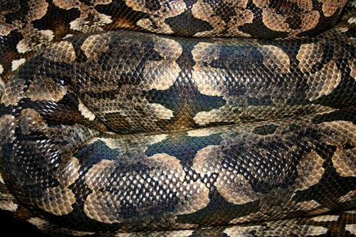 Dumeril's Boa Feeding Tips | ReptiFiles' Dumeril's Boa Care Packet