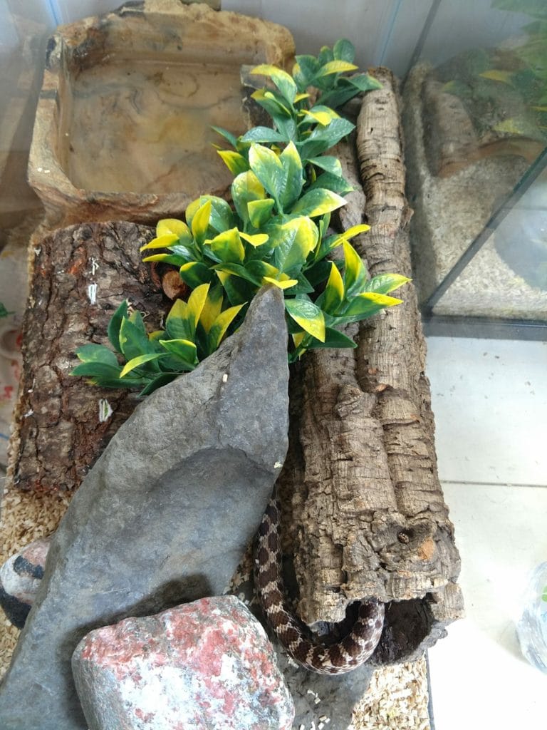 Environmental Enrichment: Decorating Your Hognose Snake Enclosure